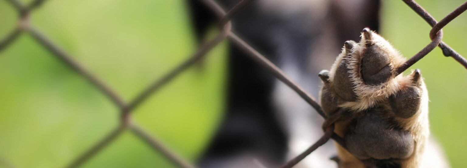 Animal Control - City of Galva Illinois